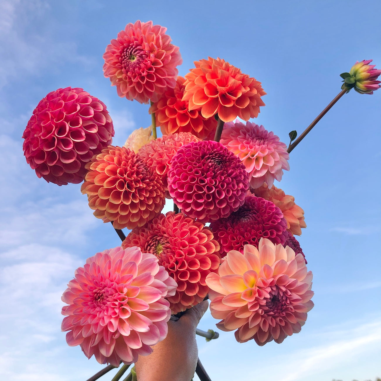 Home page – Flower Supernova