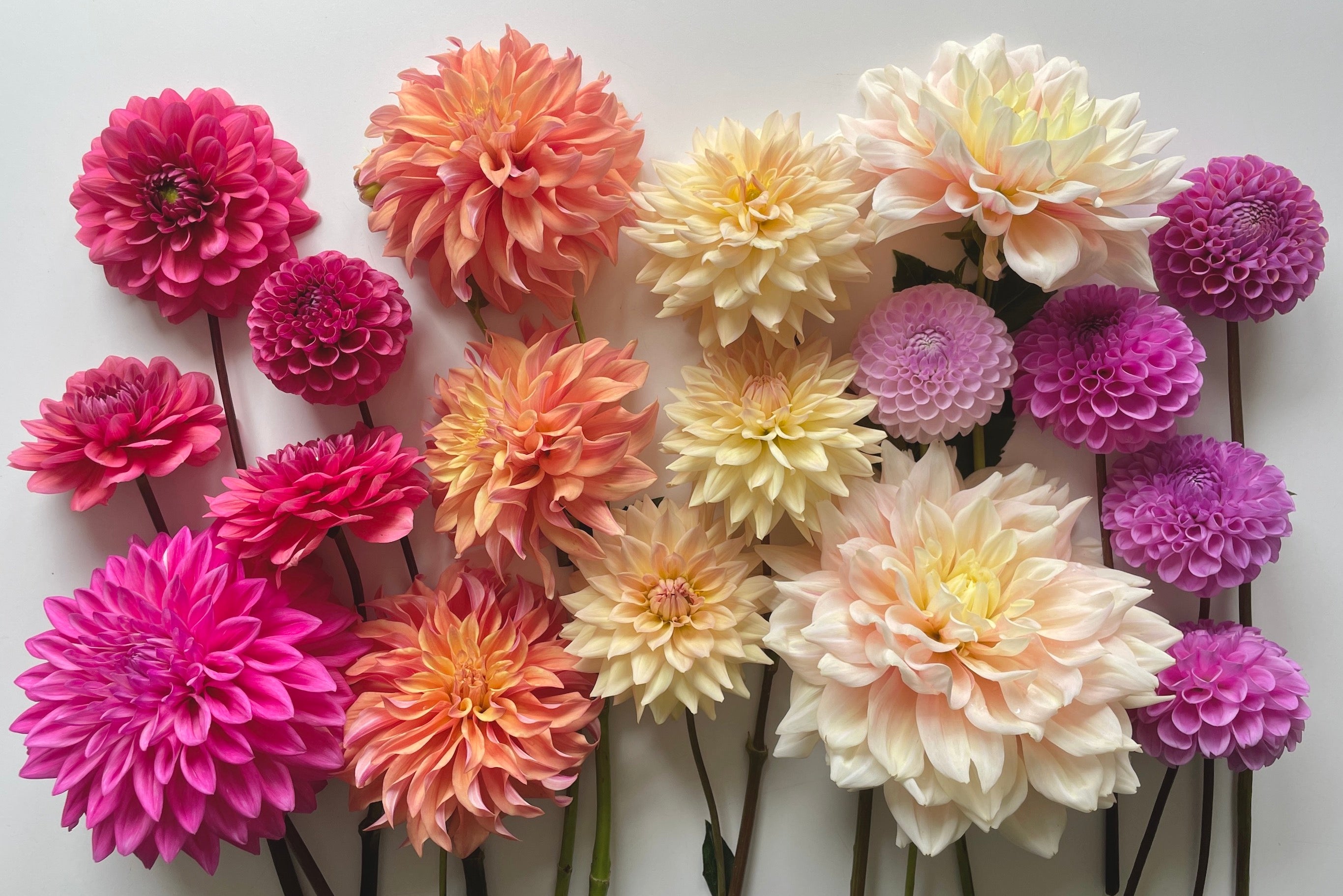 Flower Supernova - Homegrown Dahlias and Handcrafted Clothing
