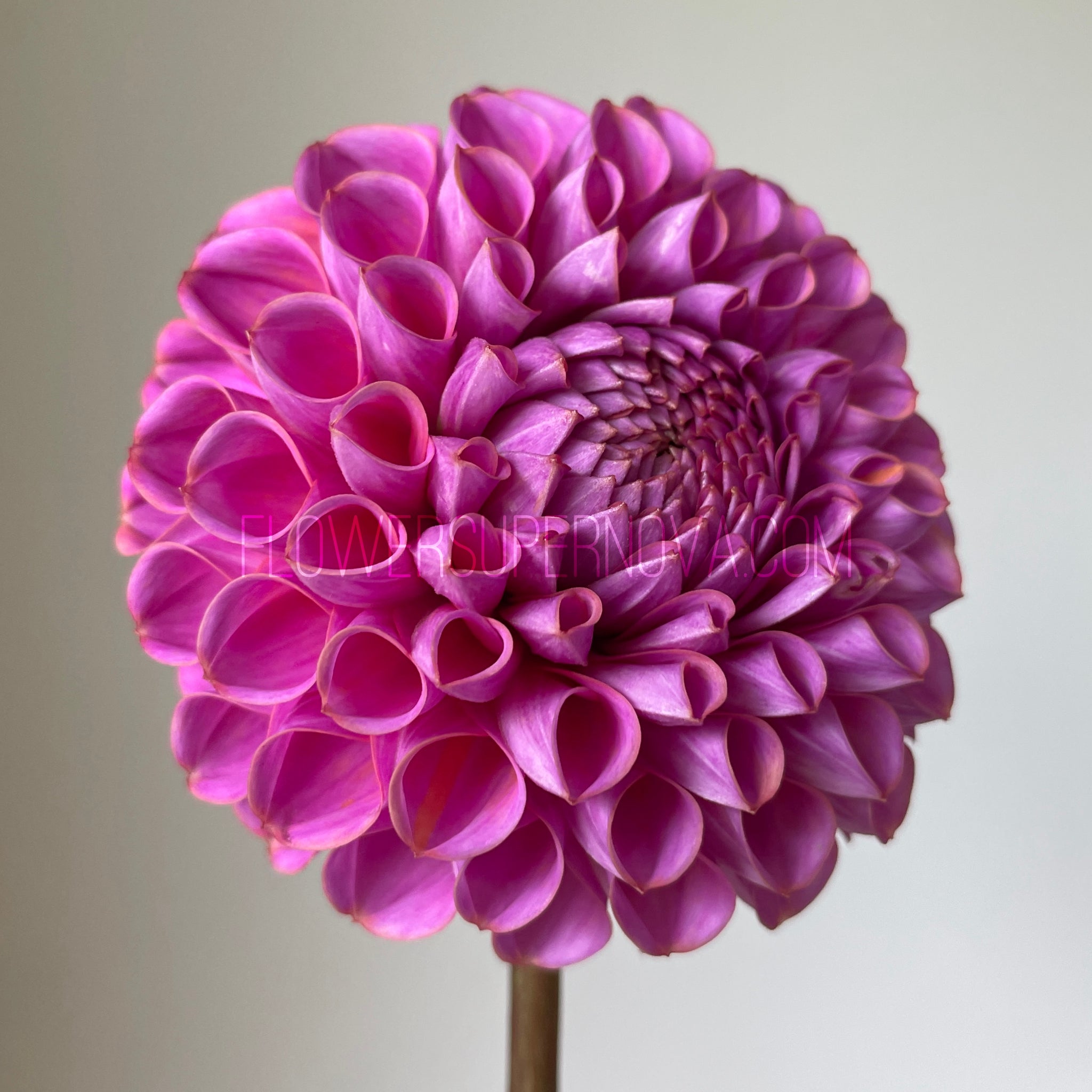 Dahlias – Flower Supernova
