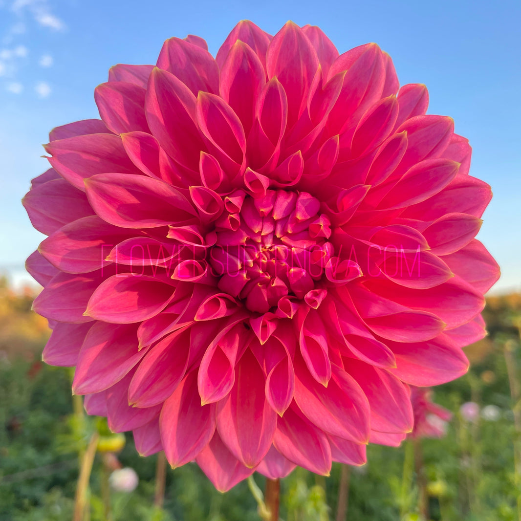 Dahlias – Flower Supernova