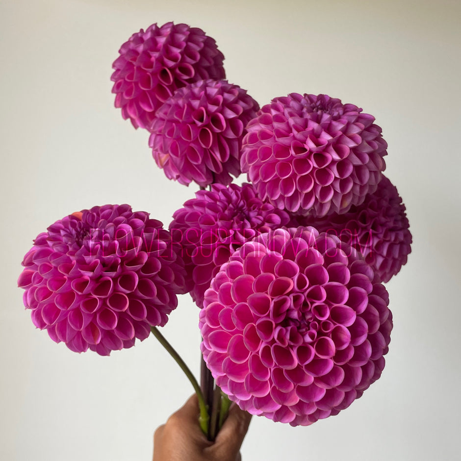 Dahlias – Page 7 – Flower Supernova