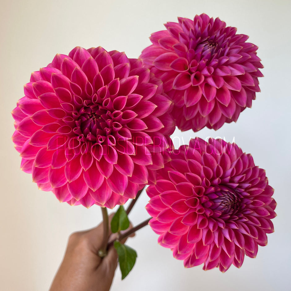 Dahlias – Flower Supernova