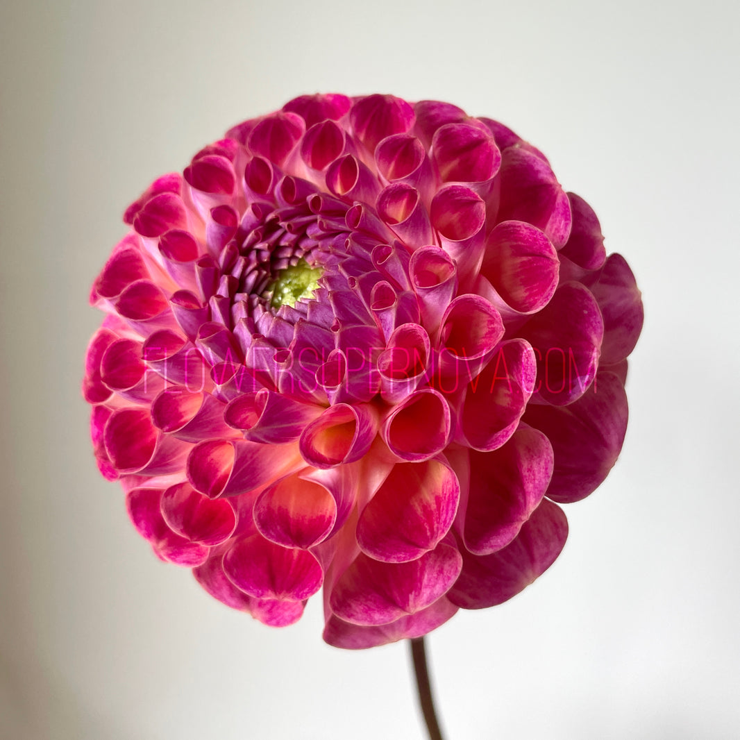 Dahlias – Flower Supernova
