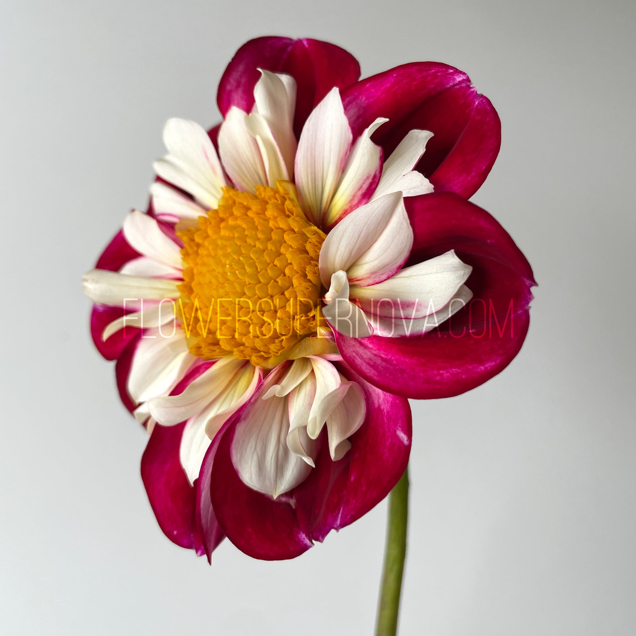 Dahlia Bumble Rumble – Flower Supernova