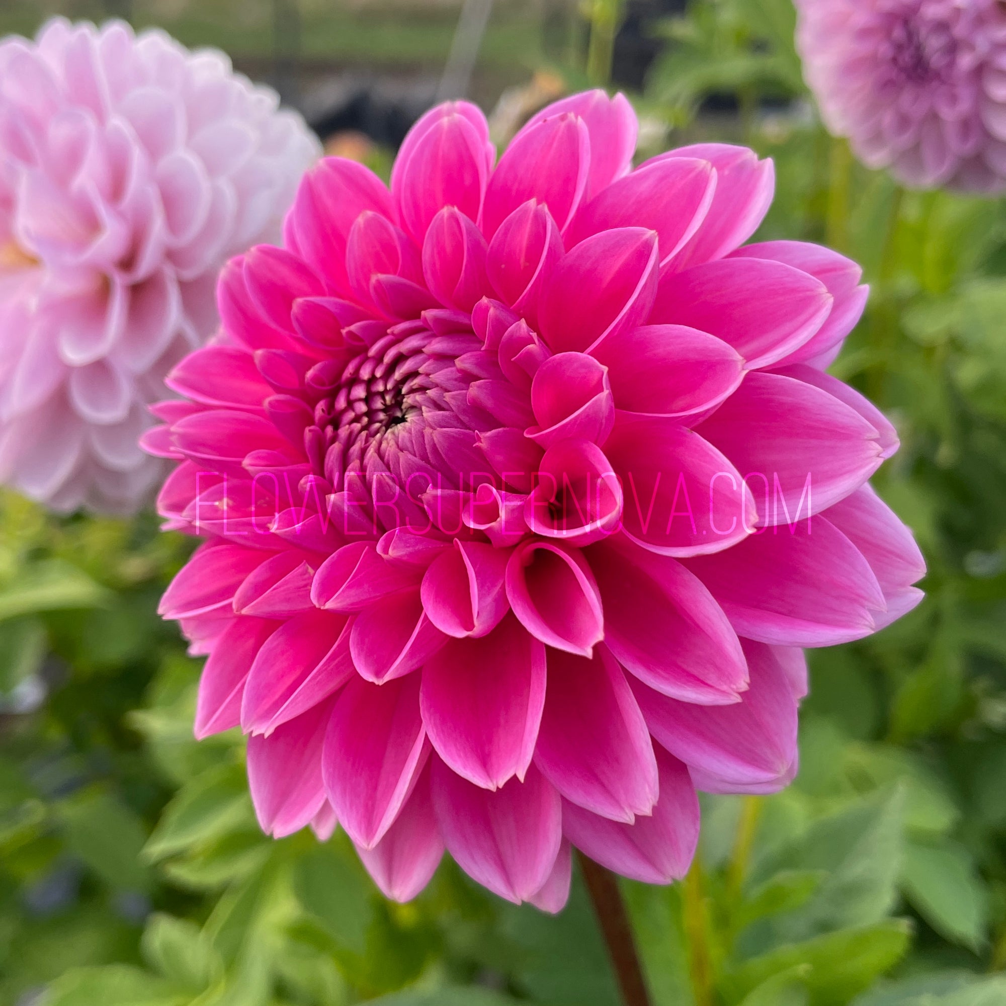 Dahlias – Flower Supernova